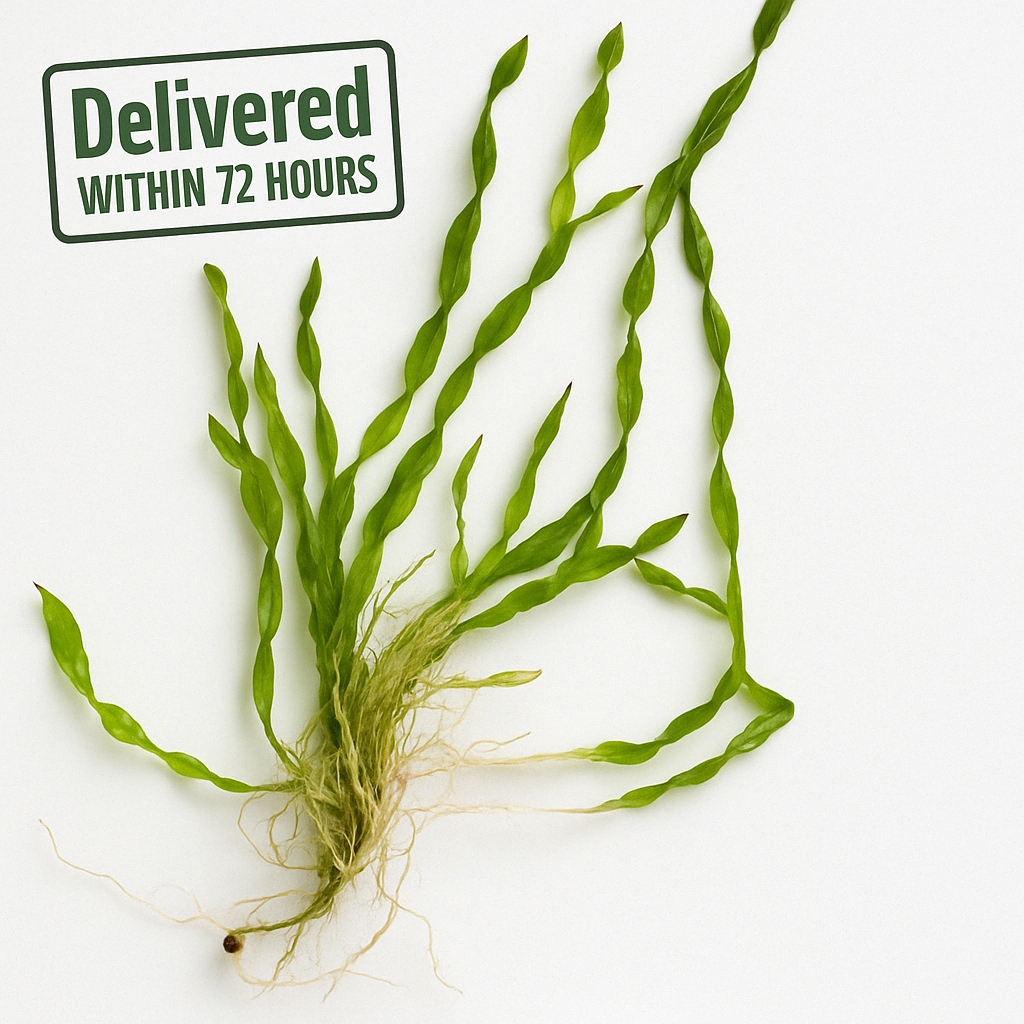 Corkscrew Val [Vallisneria Contortionist] – PlantedPro