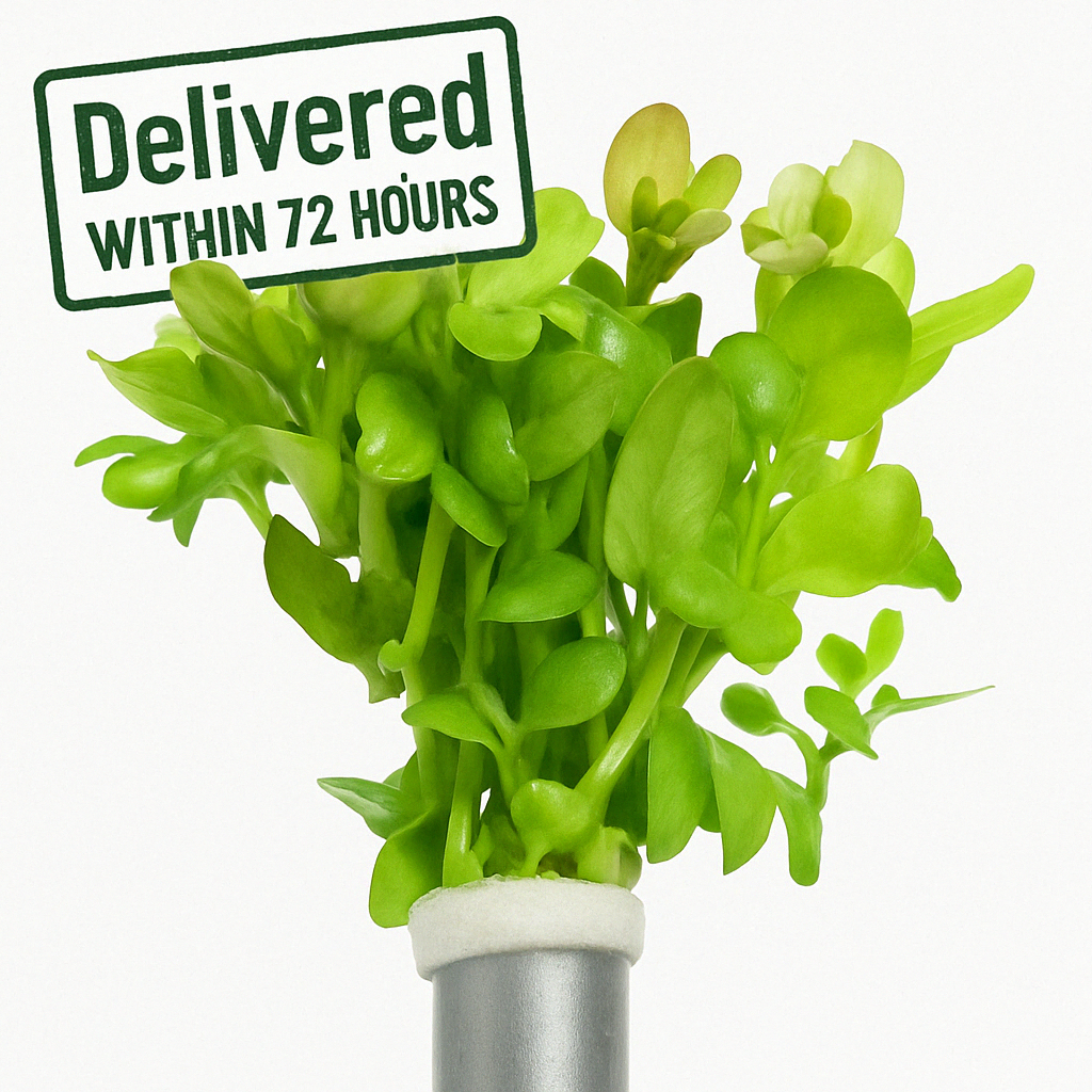 Bacopa Caroliniana [Lemon Bacopa] 4-5 stems – PlantedPro