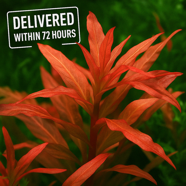 ammania gracilis common name