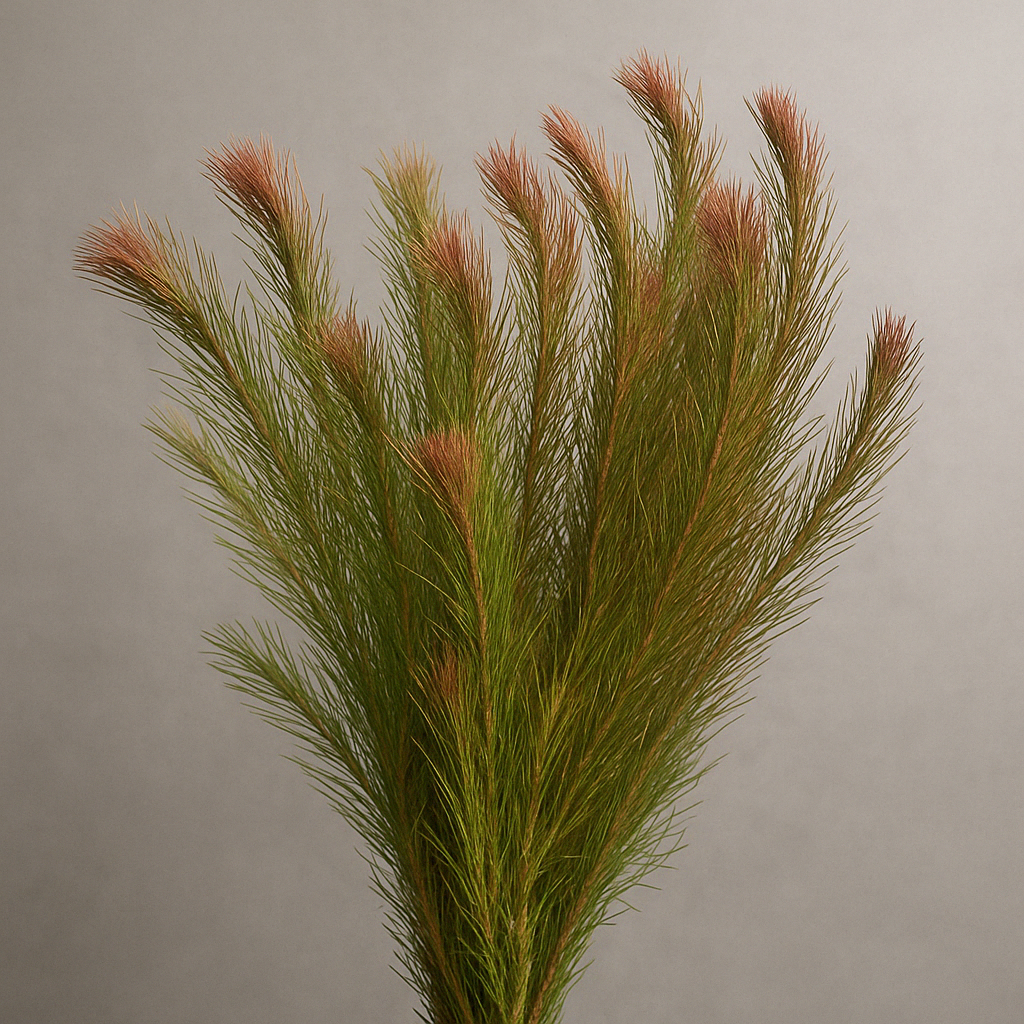 Rotala Wallichii [Whorly Rotala] – PlantedPro