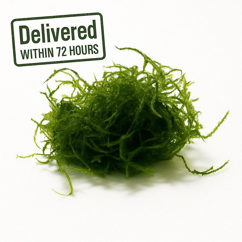 Java Moss [Vesicularia Dubyana] – PlantedPro