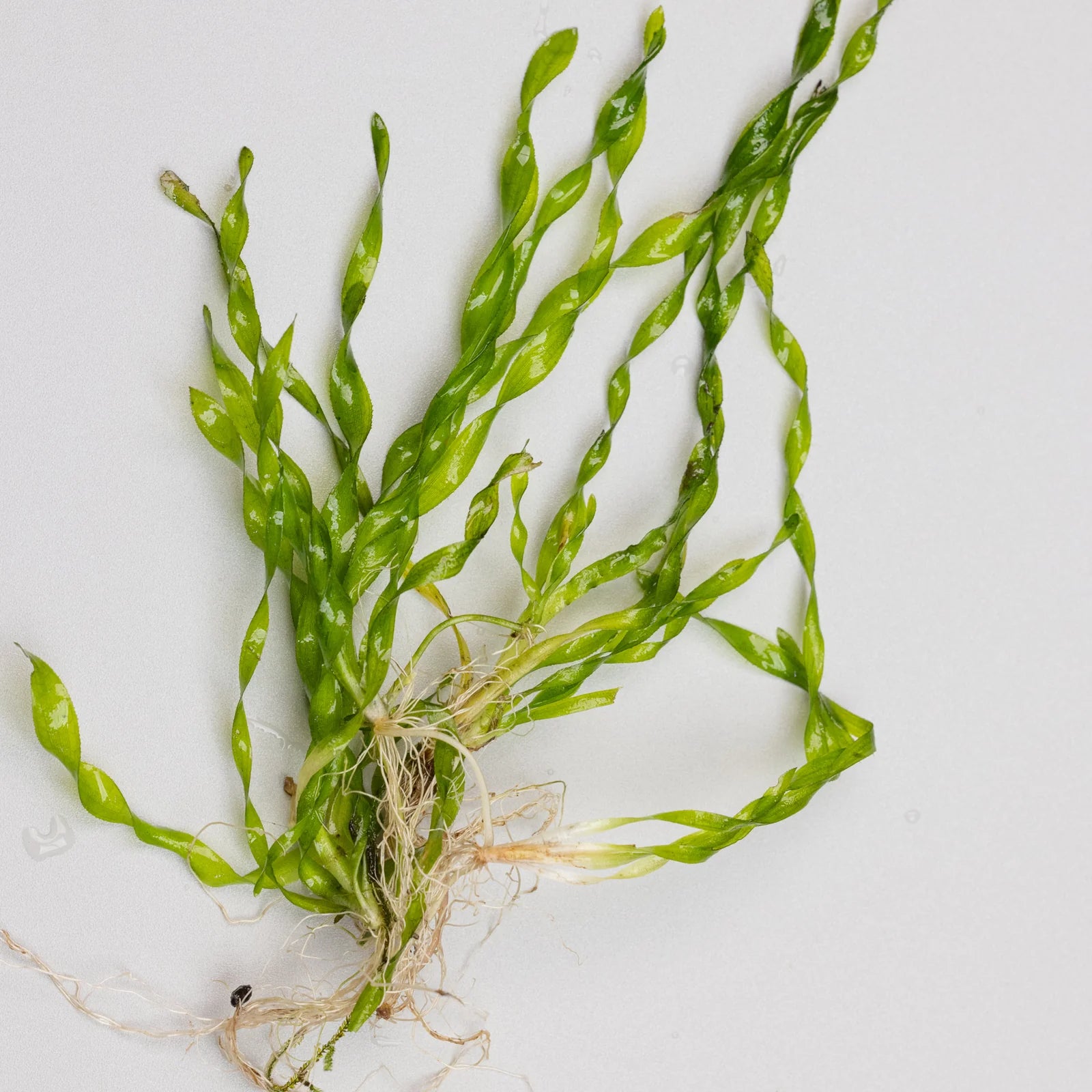 Corkscrew Val [Vallisneria Contortionist] – PlantedPro