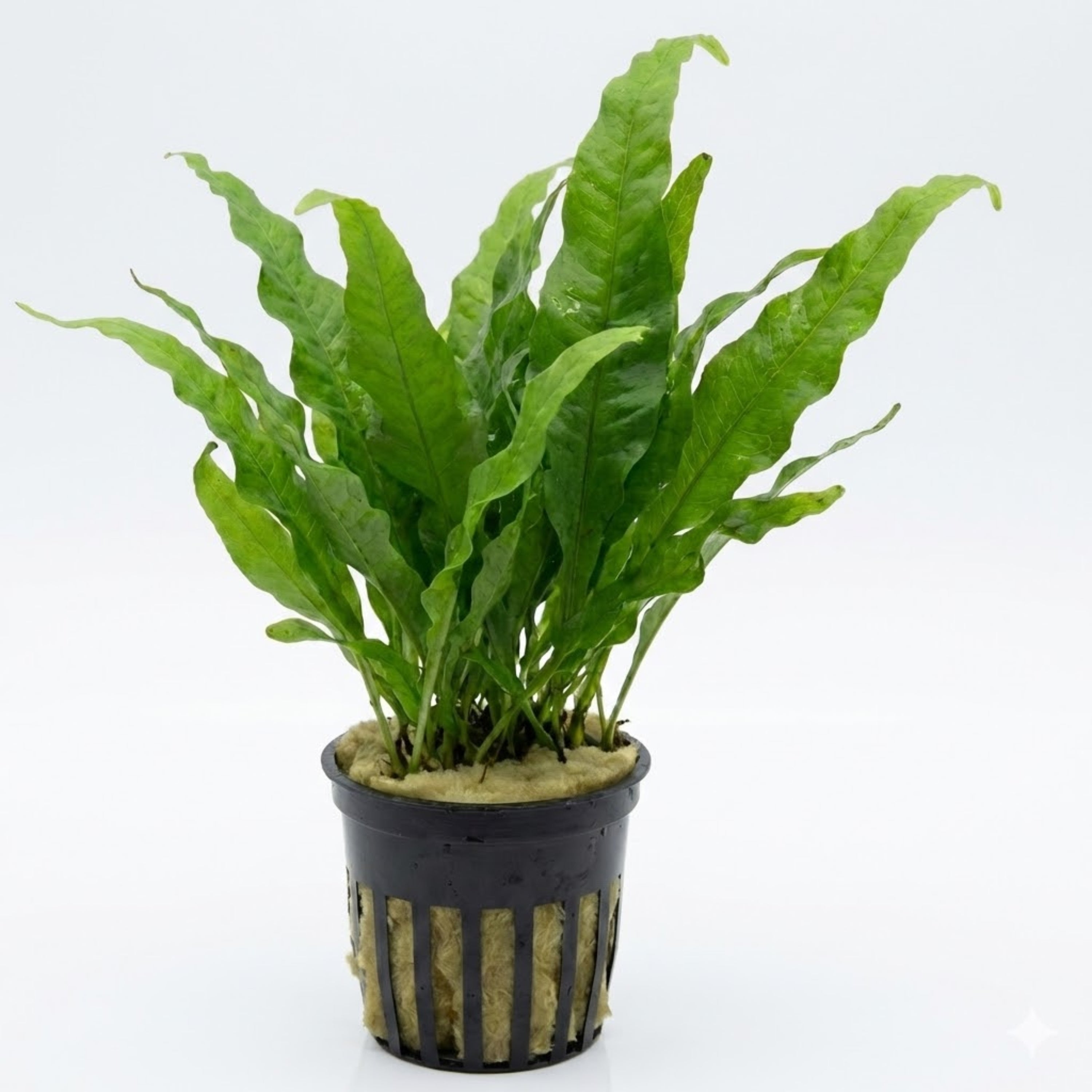 Java Fern [Microsorum Pteropus] – PlantedPro