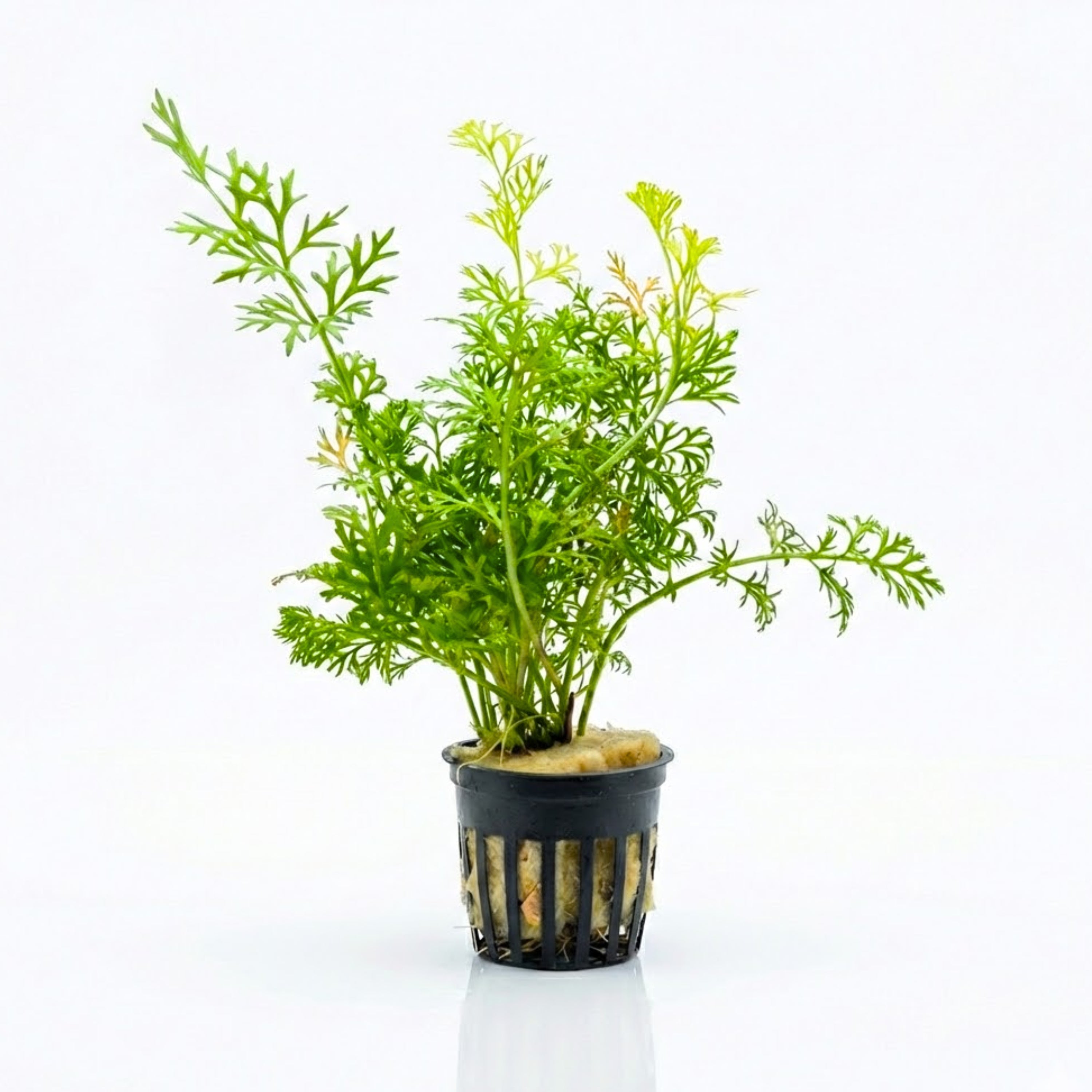 Water Sprite [Water Fern, Indian Fern] – PlantedPro