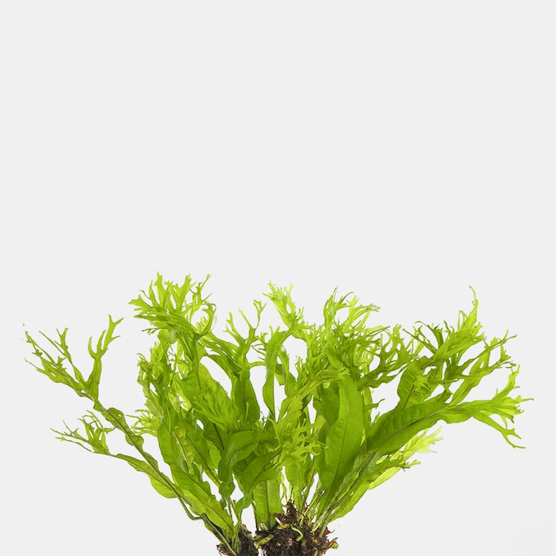 Java Fern "Windelov" [Lacy Java Fern] – PlantedPro